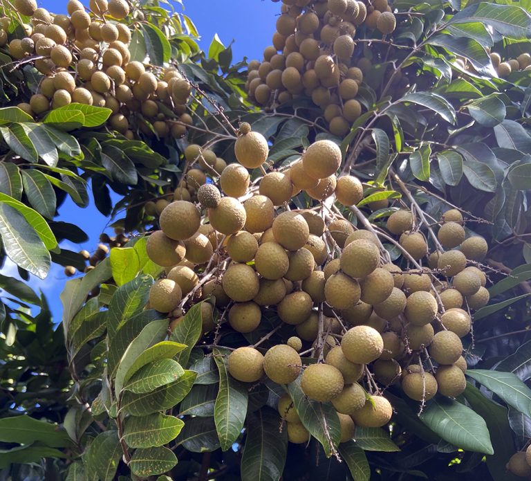 Longan - 8# box - Volcano Isle Fruit Company